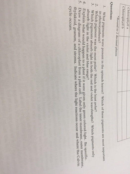 Solved What pigments were present in the spinach leaves? | Chegg.com