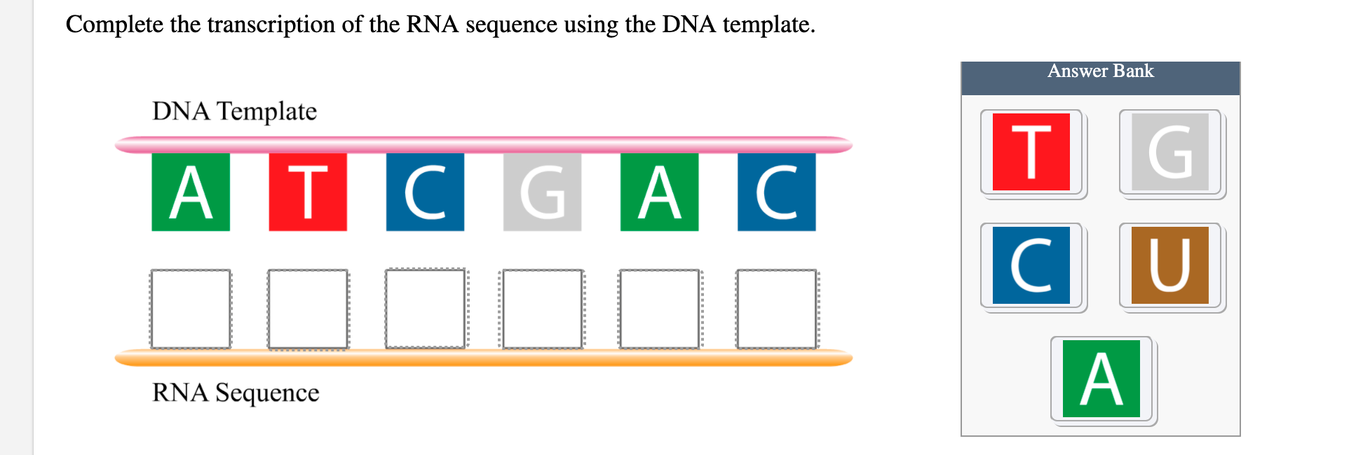 Solved Complete the transcription of the RNA sequence using | Chegg.com