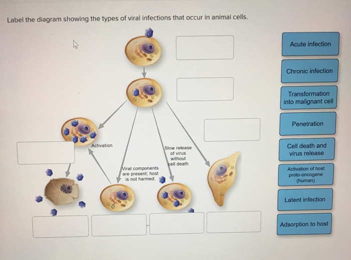 Solved Label the diagram showing the types of viral | Chegg.com