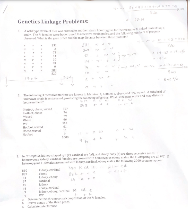 Solved Genetics Linkage Problems: 1. A wild type strain of | Chegg.com