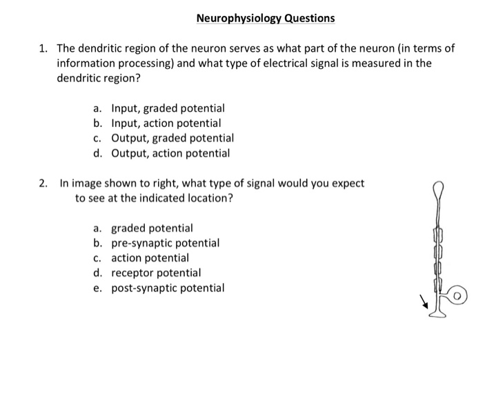 Solved Neurophysiology Questions The dendritic region of the | Chegg.com