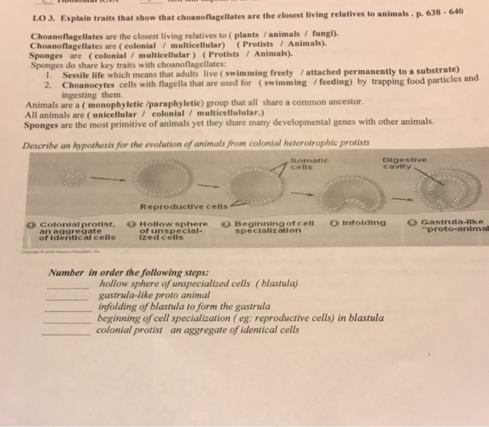 Solved Choanoflagellates are the closest living relatives to | Chegg.com