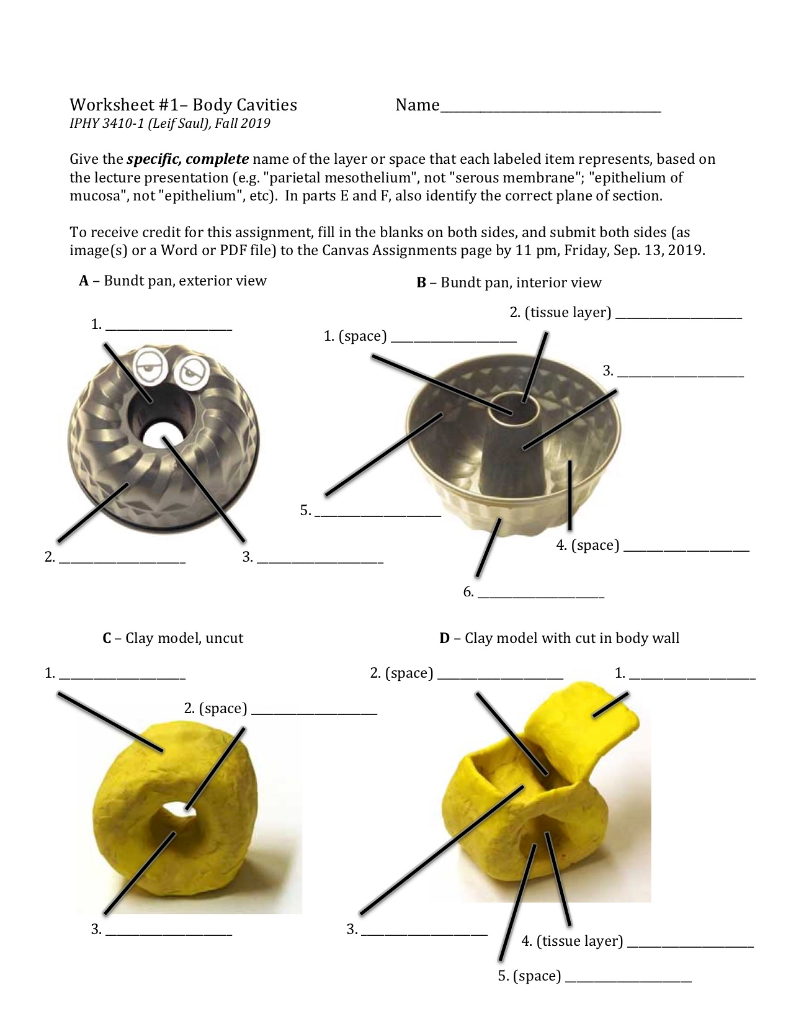 Solved Worksheet #1- Body Cavities IPHY 3410-1 (Leif Saul), | Chegg.com