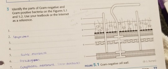 Solved 3 Identify the parts of Gram-negative and | Chegg.com