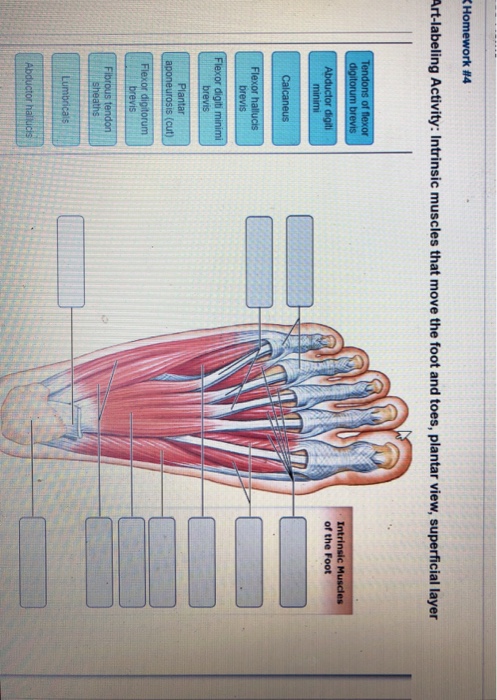 Solved Homework #4 Art-labeling Activity: Intrinsic muscles | Chegg.com