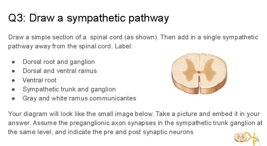 Solved Q3: Draw a sympathetic pathway Draw a simple section | Chegg.com