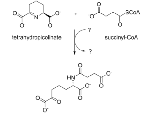 Solved SCOA N ? tetrahydropicolinate succinyl-CoA | - ? HN 0 | Chegg.com