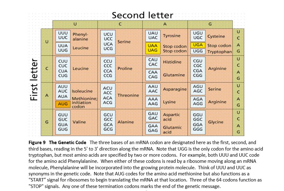 List the base sequence of the anticodon for each of | Chegg.com