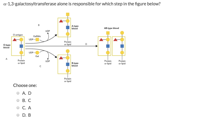 Solved Which of the following glycoconjugates is | Chegg.com
