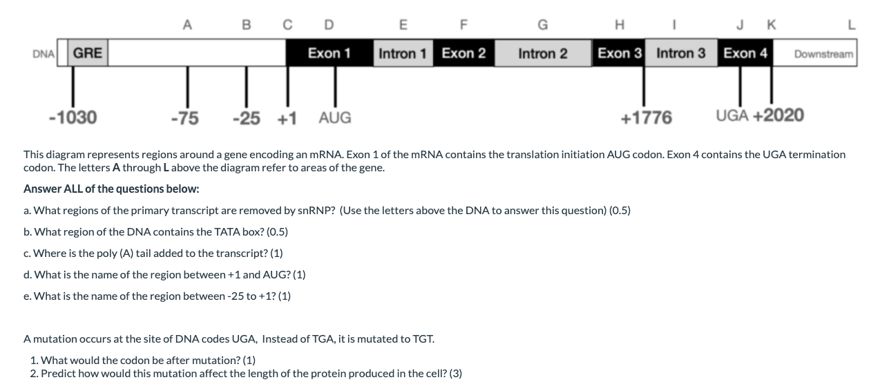 Solved A B C D E H JK DNA GRE Exon 1 Intron 1 Exon 2 Intron | Chegg.com