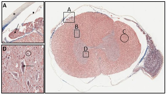 Solved Name the anatomical structure marked by the asterisk | Chegg.com