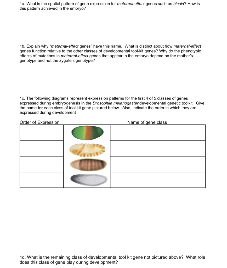 Solved 1a. What is the spatial pattern of gene expression | Chegg.com
