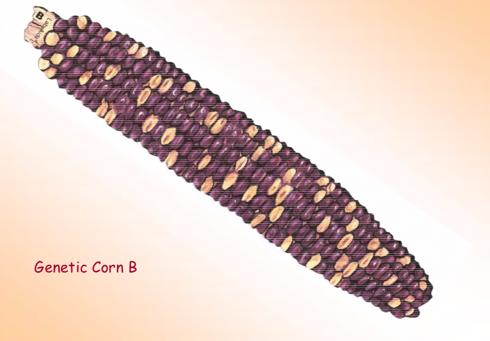 Solved 0 000 000 00000 1000 Genetic Corn A Genetic Corn B | Chegg.com