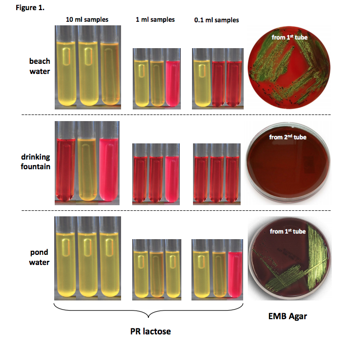 Solved Assume that 3 different water samples - beach water, | Chegg.com