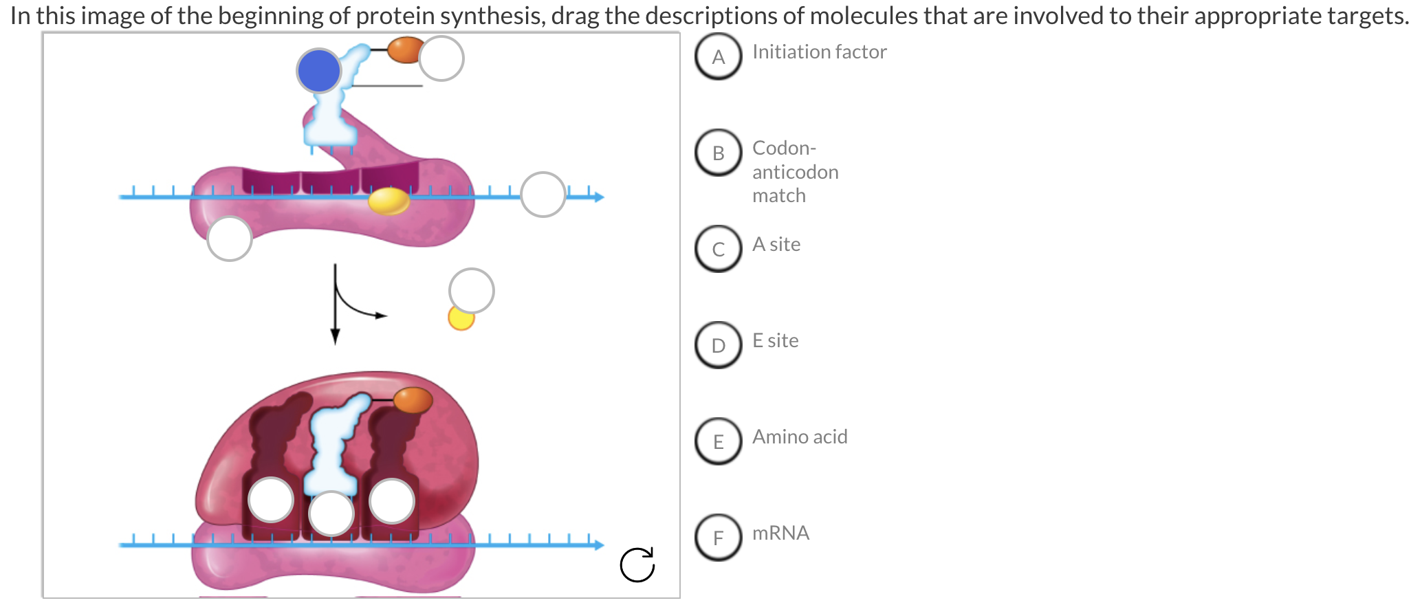 Solved A: Initiation factorB: Codon-anticodon matchC: A | Chegg.com