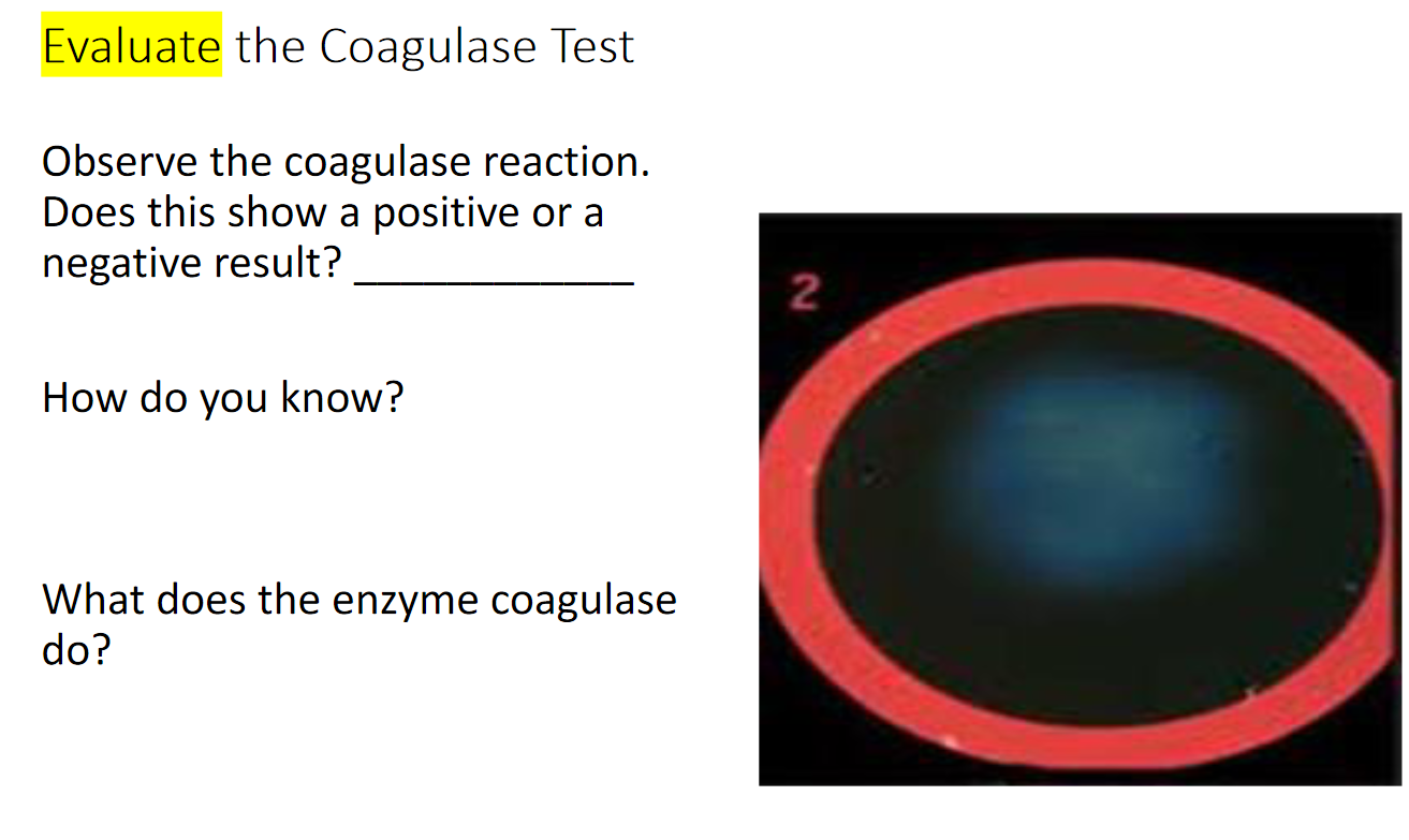 Solved Evaluate the Coagulase Test Observe the coagulase | Chegg.com