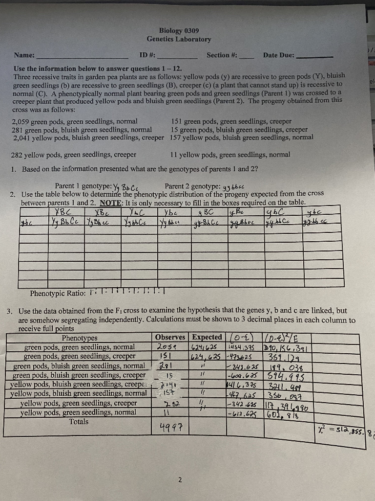 Solved Biology 0309 Genetics Laboratory Name: ID #: Section | Chegg.com