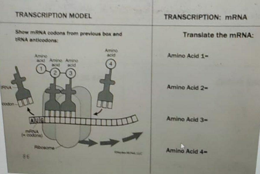 Solved TRANSCRIPTION MODEL TRANSCRIPTION: mRNA Show mRNA | Chegg.com