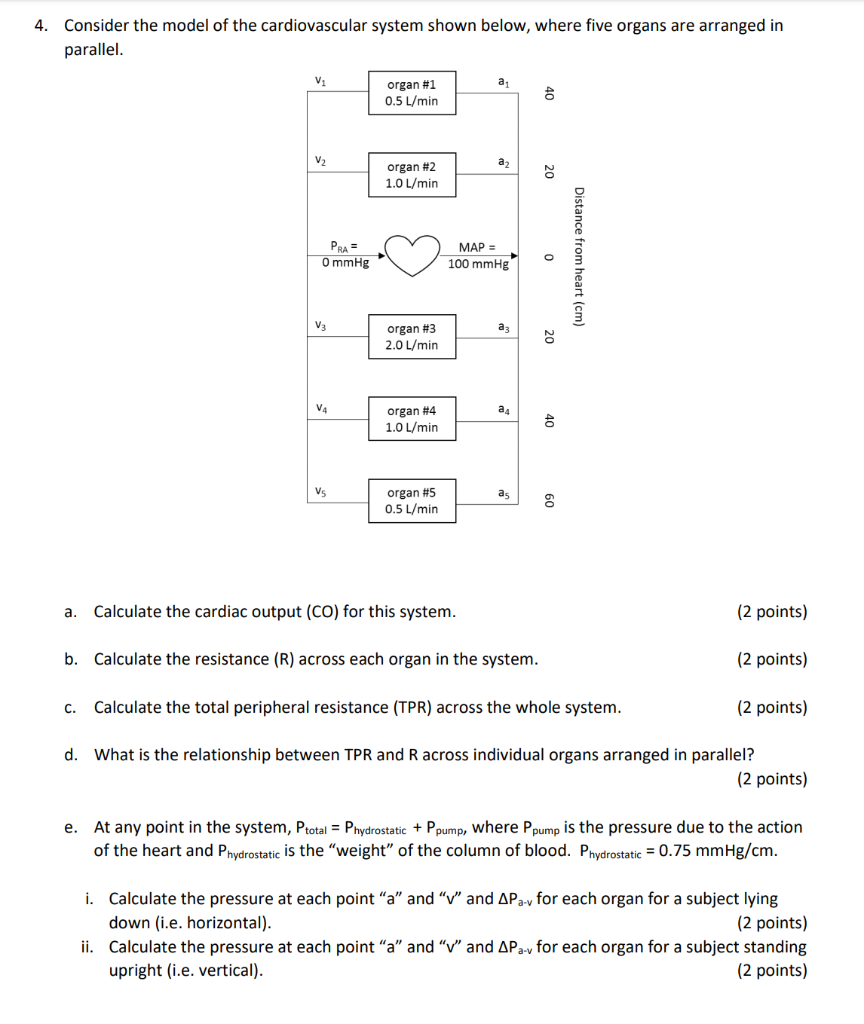 4. Consider the model of the cardiovascular system | Chegg.com
