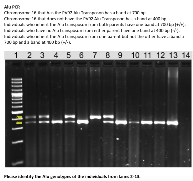 Solved Alu PCR Chromosome 16 that has the PV92 Alu | Chegg.com