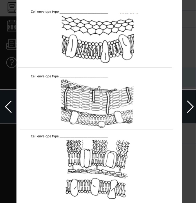 Solved 1) Diagrams of three different cell envelopes are | Chegg.com