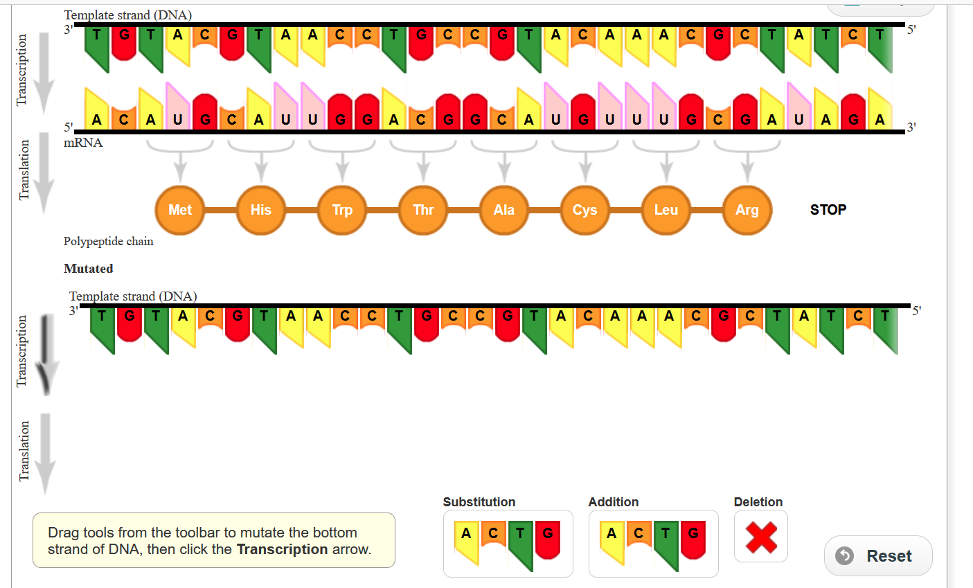 Solved The adenine of the start codon is located at the +1 | Chegg.com