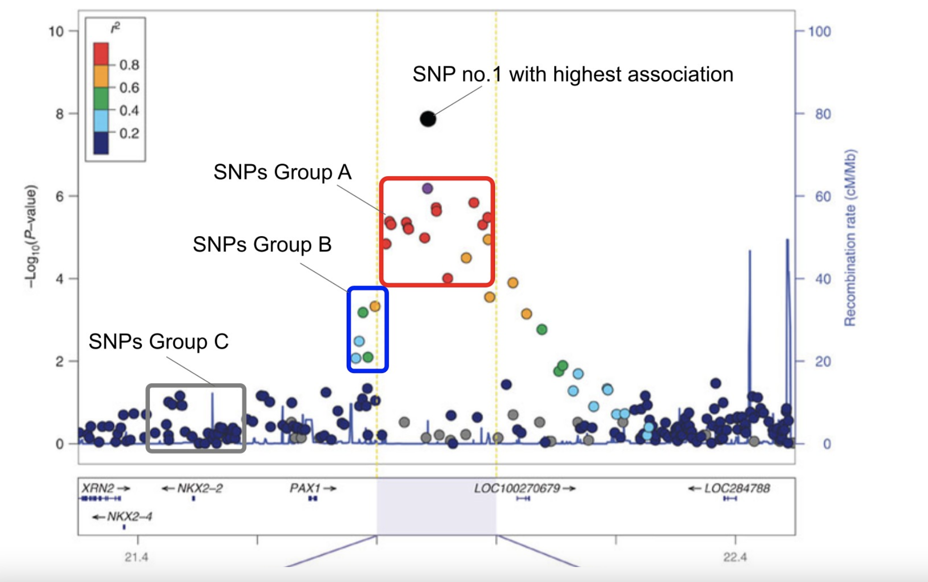 Solved The following diagram shows the association of SNPs | Chegg.com