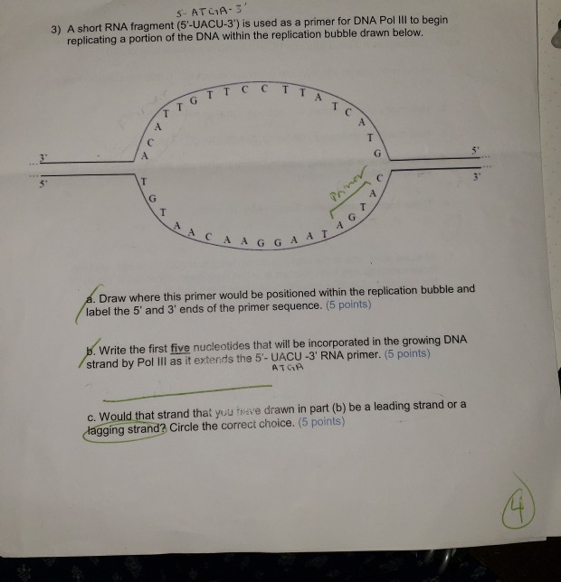 Solved 5- AT CIA-3 3) A short RNA fragment (5'-UACU-3') is | Chegg.com