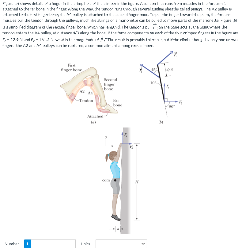 Solved Figure (a) shows details of a finger in the crimp | Chegg.com