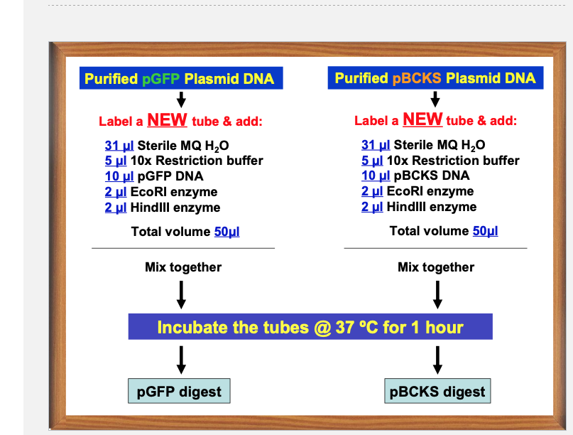 Solved Purified PGFP Plasmid DNA Purified PBCKS Plasmid DNA | Chegg.com