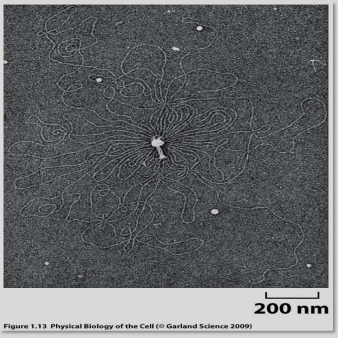 Solved b) Due to constraints imposed by bonds between base | Chegg.com