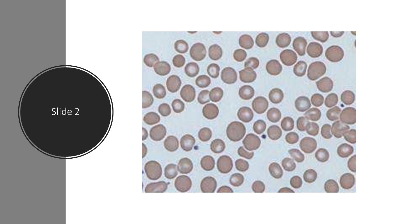 Solved for each of the slides :• Grade the following based | Chegg.com