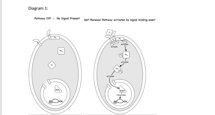 Diagram 1: Pathway off No Signal Present Self Renewal | Chegg.com
