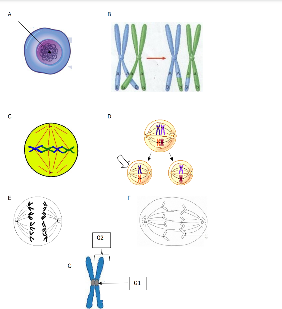 Solved Diagram D illustrates what specific process? The | Chegg.com