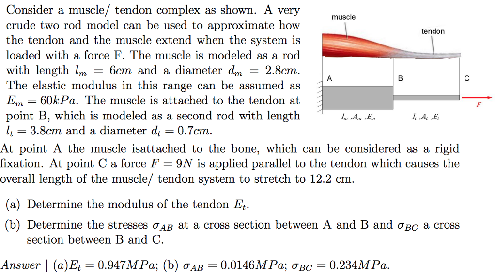 Solved Consider a muscle/ tendon complex as shown. A very | Chegg.com