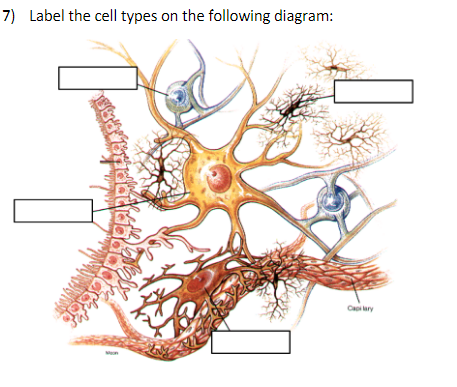 Solved 7) Label the cell types on the following diagram: so | Chegg.com