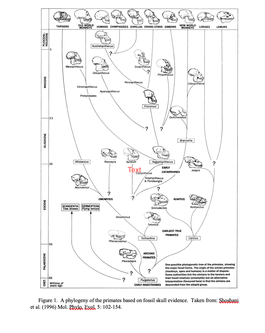 A TARSIERS OLD WORLD MONKEYS HUMANS CHIMPANZEES | Chegg.com