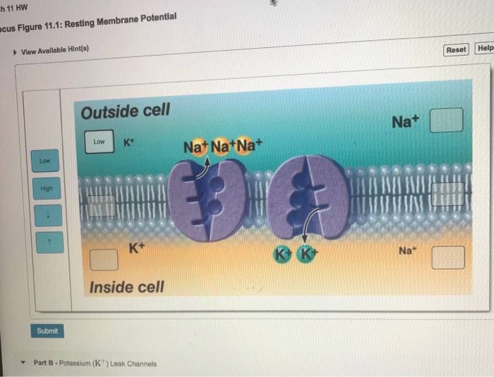 Solved h 11 HW cus Figure 11.1: Resting Membrane Potential | Chegg.com