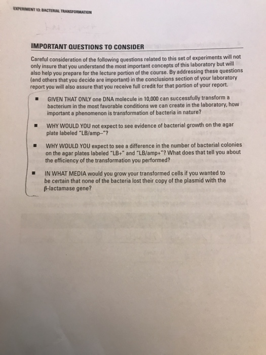 Solved EXPERIMENT BACTERIAL TRANSFORMATION IMPORTANT | Chegg.com