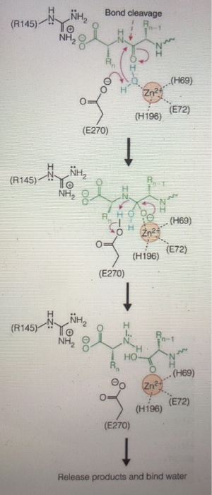 Solved The following figure shows the proposed mechanism for | Chegg.com