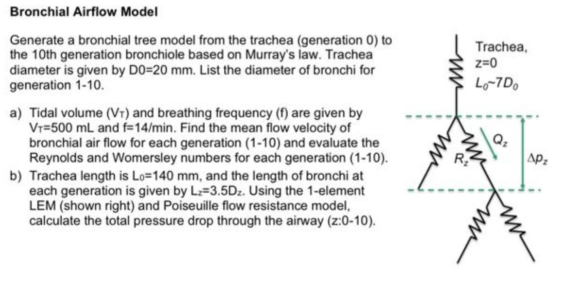Solved Bronchial Airflow Model Generate a bronchial tree | Chegg.com
