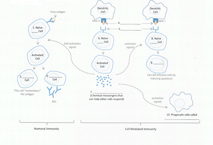 Solved Dendritic Dendritic Cell Free antigen Cell MHCU МНС | Chegg.com