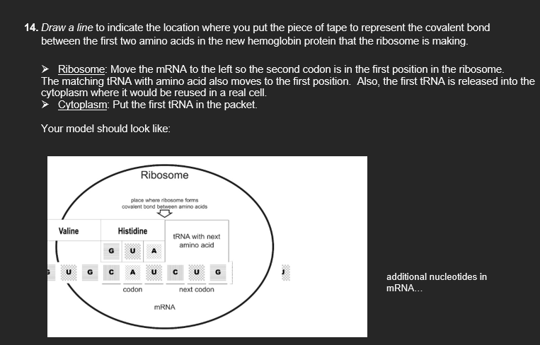 Solved Modeling the Steps in Translation: > Ribosome: Insert | Chegg.com