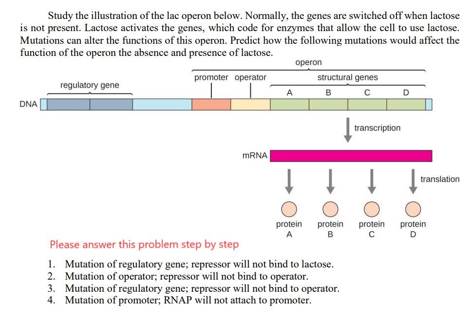 Solved Study the illustration of the lac operon below. | Chegg.com