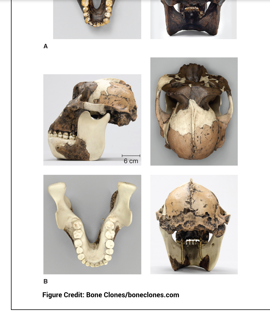EXERCISE 2 AUSTRALOPITH VARIATION Work in a small | Chegg.com