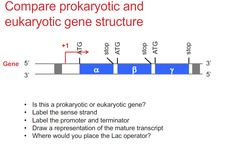 Solved Compare prokaryotic and eukaryotic gene structure +1 | Chegg.com