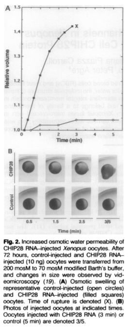 CHIP repeat-2 CHIP repeat-1 00000-COOH HẠNH RBC | Chegg.com