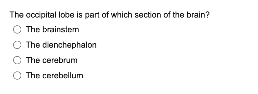 Solved The occipital lobe is part of which section of the | Chegg.com