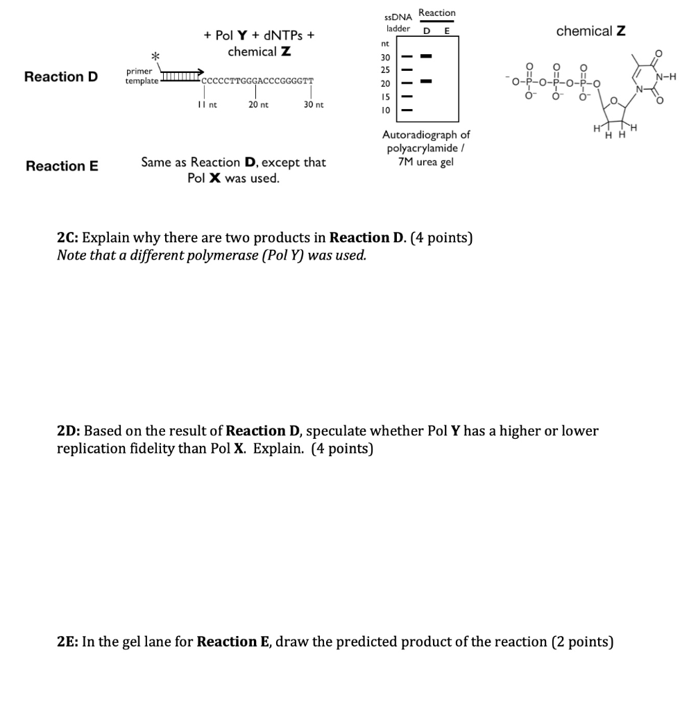 Solved Reaction ssDNA ladder DE chemical z + Pol Y + dNTPs + | Chegg.com