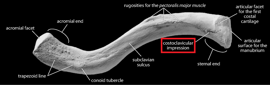 Clavicle Conoid Tubercle